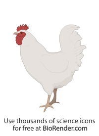 Free Chicken Icons, Symbols & Images | BioRender