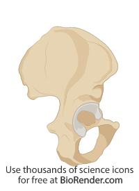 Free Hip bone (lateral view) Icons, Symbols & Images | BioRender