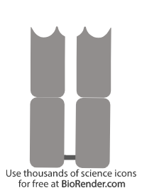 Free Antibody fragment (Fab) Icons, Symbols & Images | BioRender