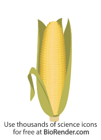 Free Corn (cob) Icons, Symbols & Images | BioRender