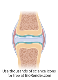 Free Generic joint (cross-section) Icons, Symbols & Images | BioRender