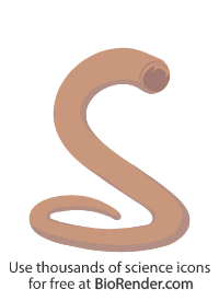 Free Helminth Icons, Symbols & Images | BioRender