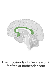 Free Brain (sagittal cut, cingulate gyrus) Icons, Symbols & Images ...