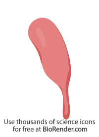 Free Spore-forming bacterium 2 Icons, Symbols & Images | BioRender