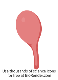 Free Spore-forming bacterium 1 Icons, Symbols & Images | BioRender