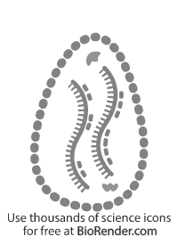 Free Viral capsid (with organelles) Icons, Symbols & Images | BioRender