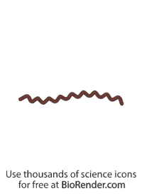 Free Spirochete Icons, Symbols & Images | BioRender