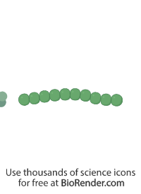 Free Streptococcus Icons, Symbols & Images | BioRender
