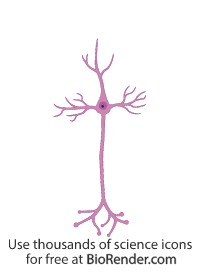 Free Pyramidal neuron Icons, Symbols & Images | BioRender