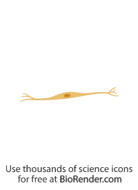 Free Enteric glia (type IV, intramuscular) Icons, Symbols & Images ...