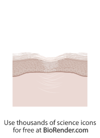 Free Skin (scar) Icons, Symbols & Images | BioRender