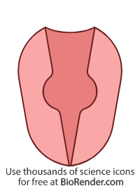 Free Carrier protein (open) Icons, Symbols & Images | BioRender