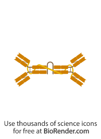 Free Antibodies Icons, Symbols & Images | BioRender