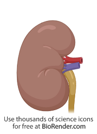 Free Kidney Icons, Symbols & Images | BioRender