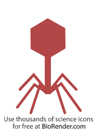 Free Bacteriophage (2D) Icons, Symbols & Images | BioRender