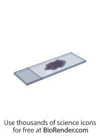 Free Microscope slide (with sample) Icons, Symbols & Images | BioRender