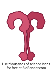 Free Toll-like receptor (TLR) Icons, Symbols & Images | BioRender