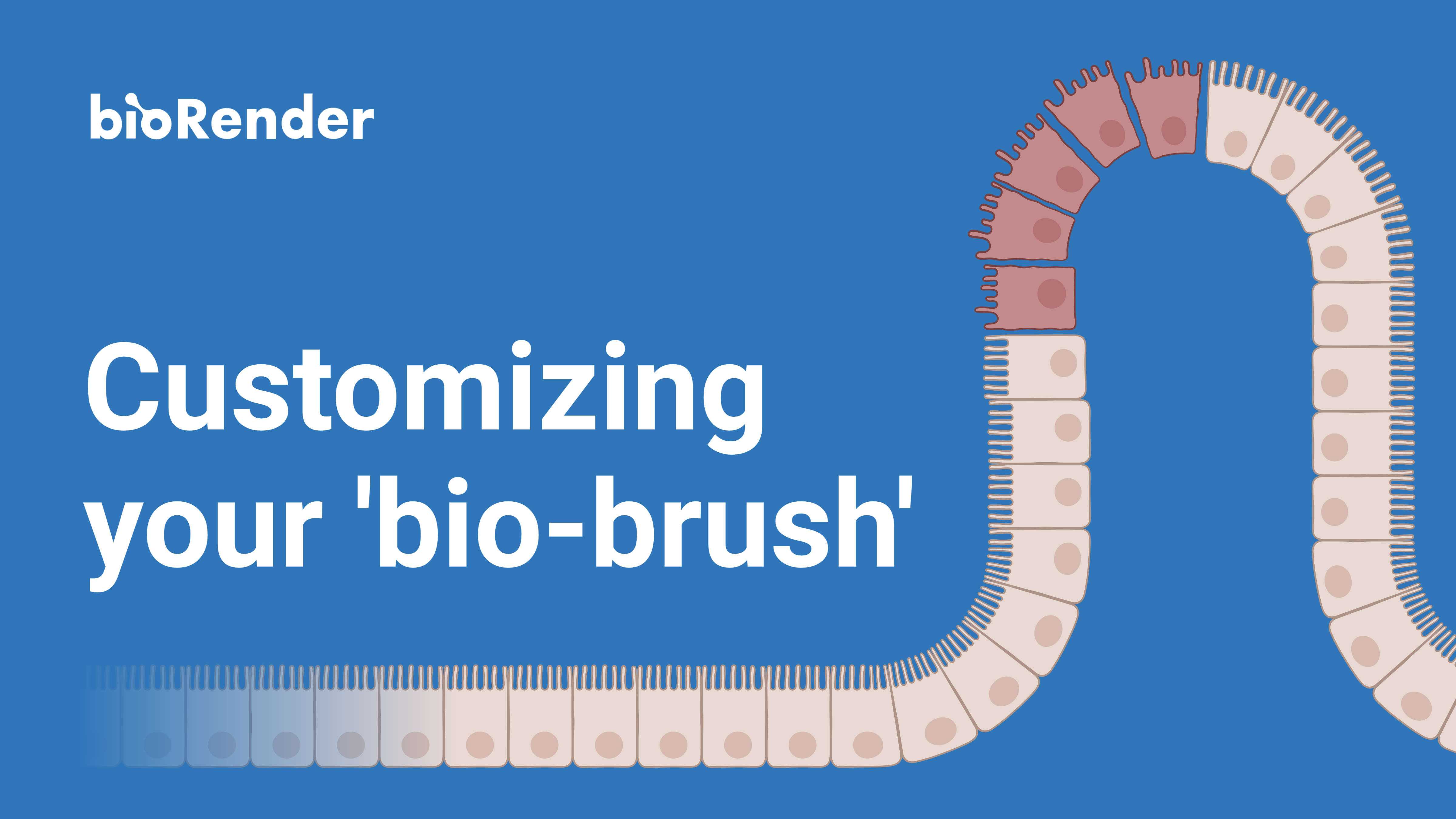 BioRender Learning Hub | Intro to 'bio-brushes'