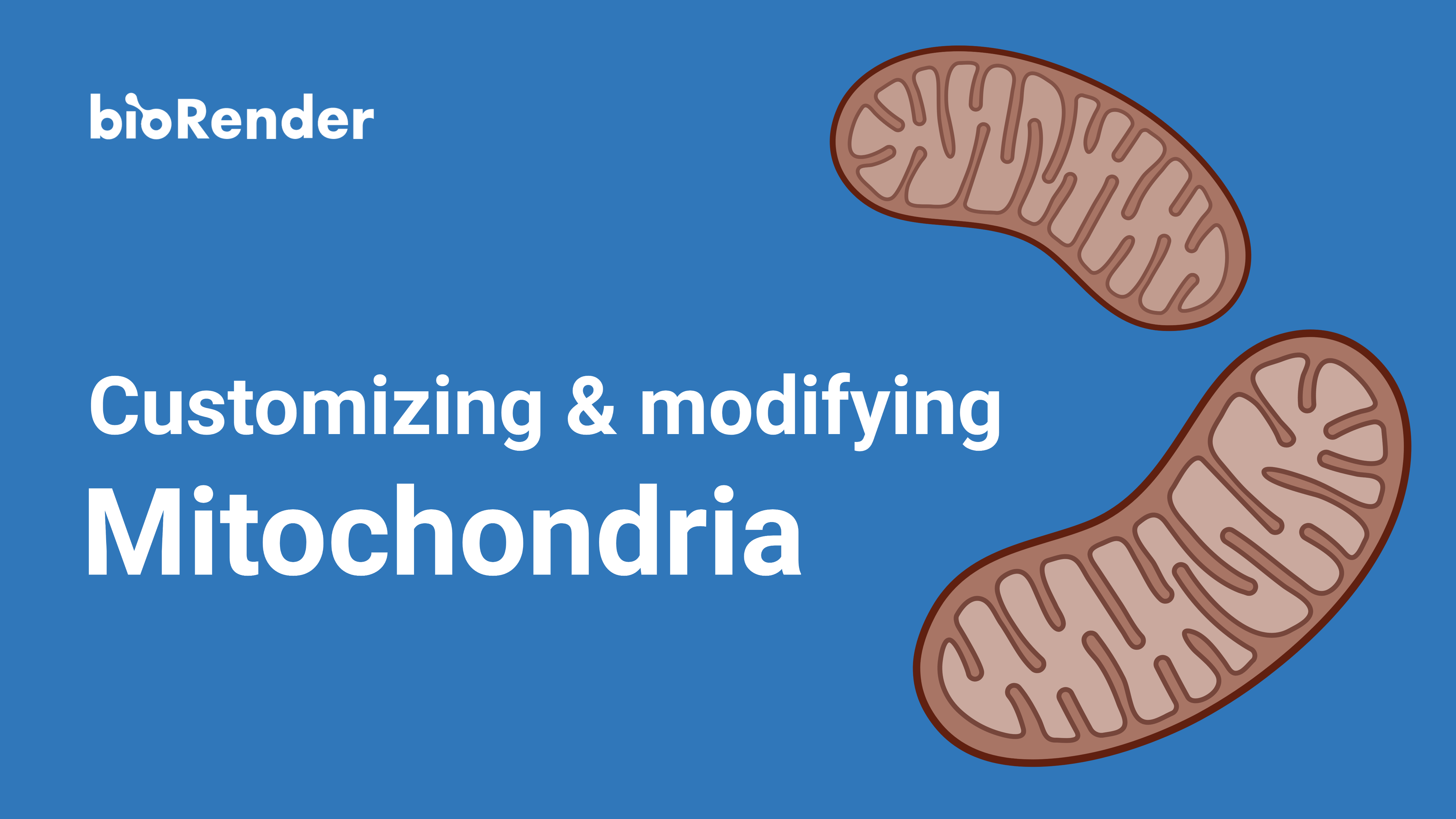 Biorender Learning Hub Customizing And Modifying Mitochondria