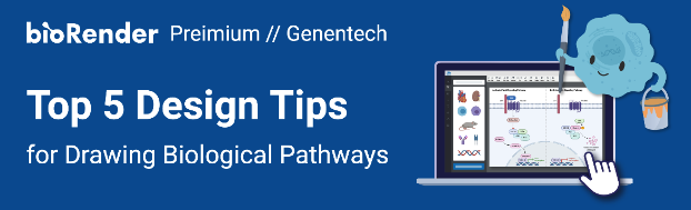 BioRender Learning Hub | BioRender at Genentech: How to Draw Biological ...