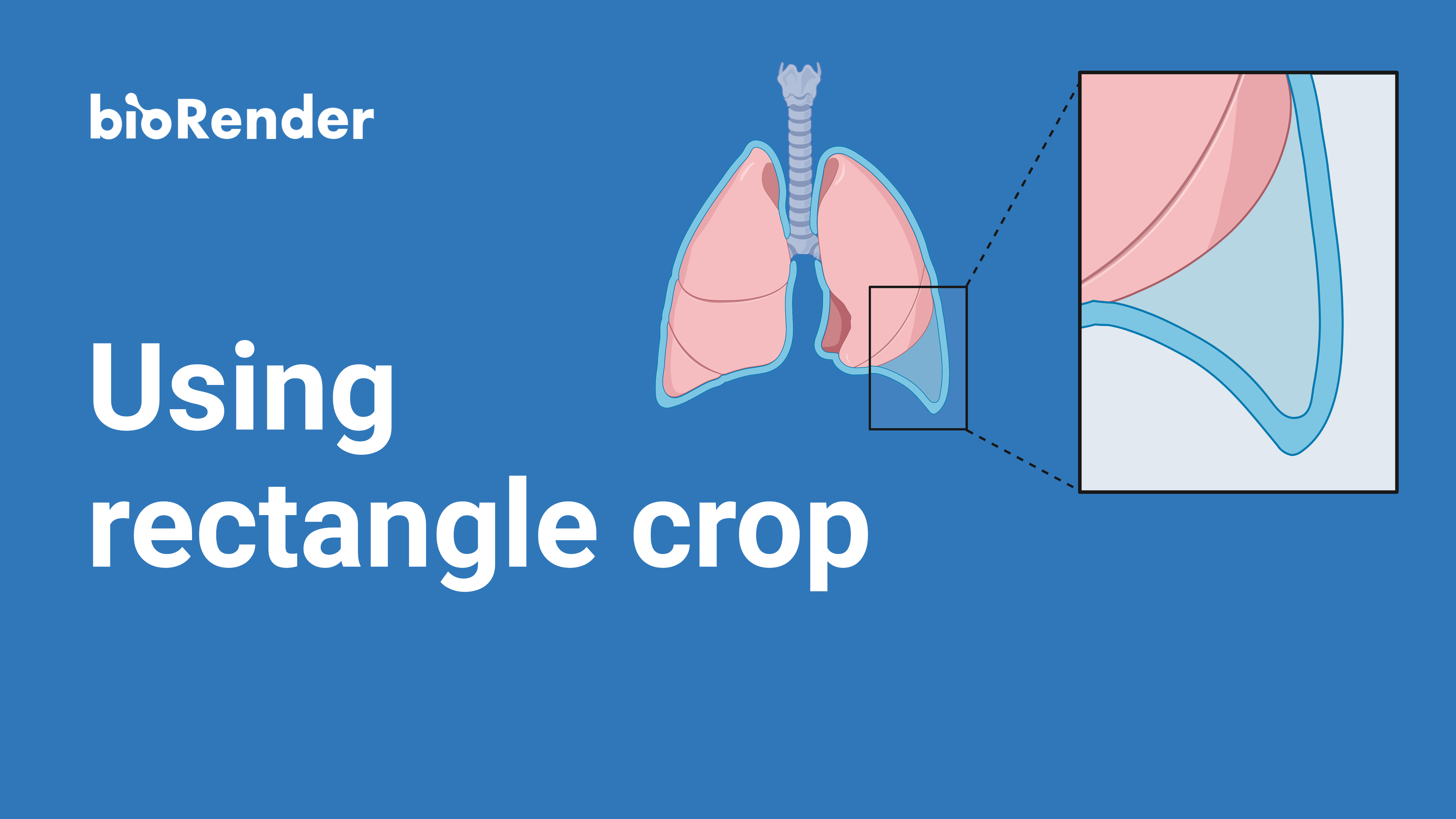 BioRender Learning Hub | Using rectangle crop