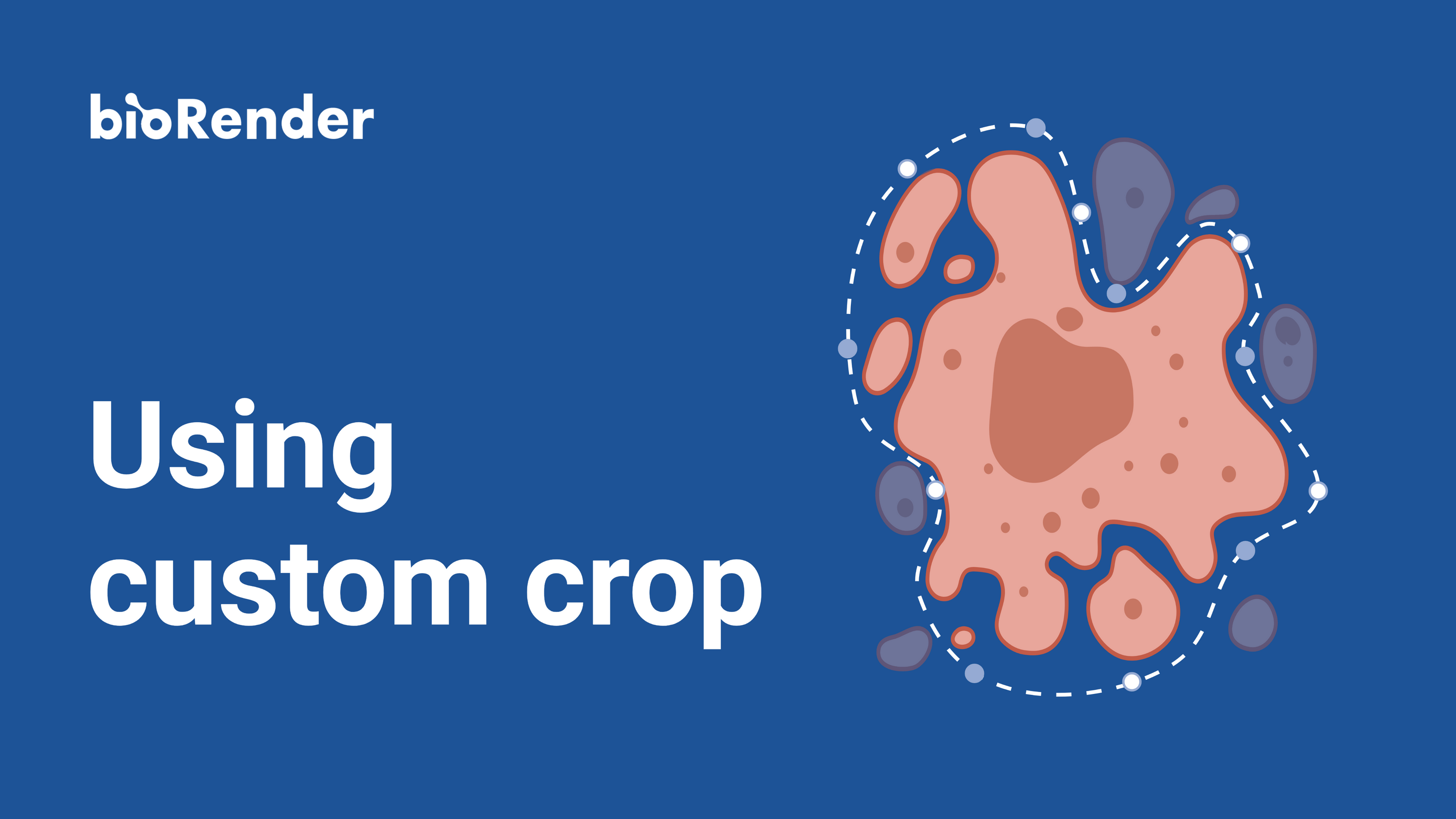 BioRender Learning Hub | Using circle crop