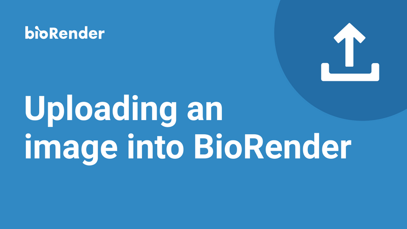 BioRender Learning Hub | 4 ways to align objects