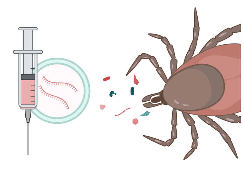 Limiting Lyme [Infographic] created in BioRender
