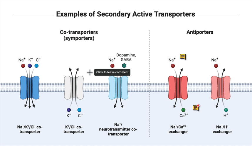 Passive Transport Gif
