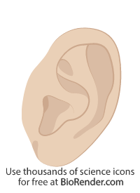 Free Ear Icons, Symbols & Images | BioRender
