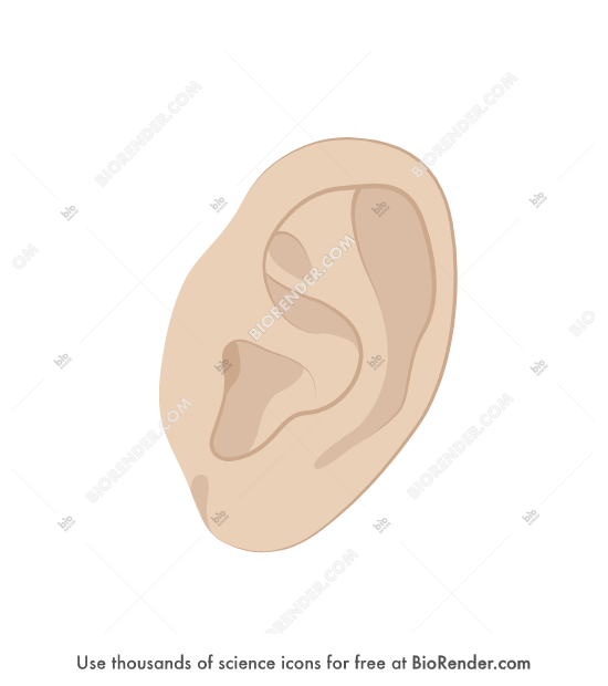 Free Ear Icons, Symbols & Images | BioRender