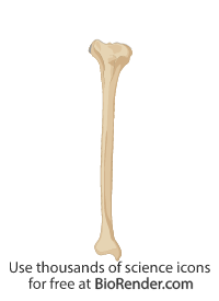 Free Tibia (anterior) Icons, Symbols & Images | BioRender