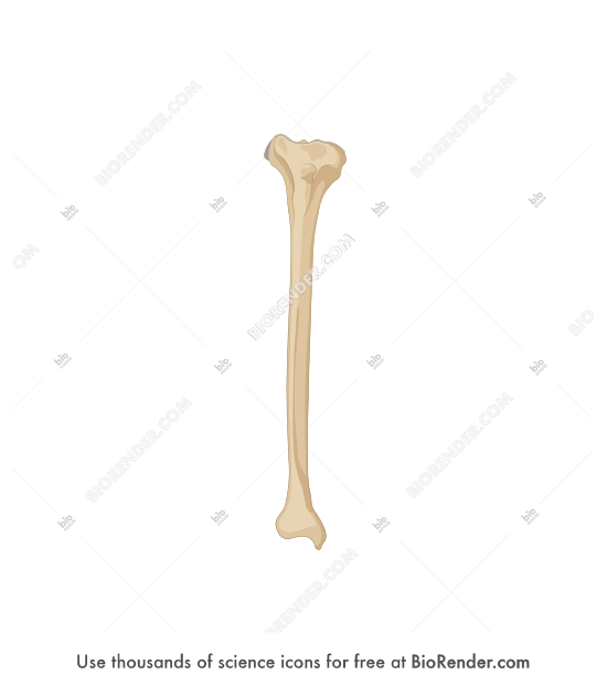 Free Tibia (anterior) Icons, Symbols & Images | BioRender