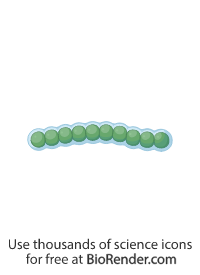 Free Streptococcus (encapsulated) Icons, Symbols & Images | BioRender