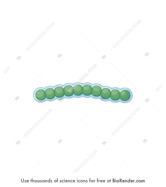 Free Streptococcus (encapsulated) Icons, Symbols & Images | BioRender