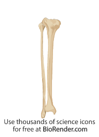 Free Tibia and fibula (anterior) Icons, Symbols & Images | BioRender