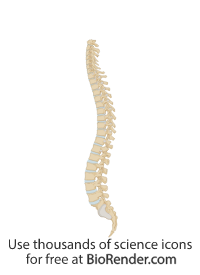 Free Spine (lateral) Icons, Symbols & Images | BioRender