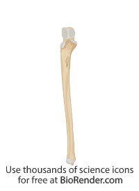 Free Ulna (anterior) Icons, Symbols & Images | BioRender