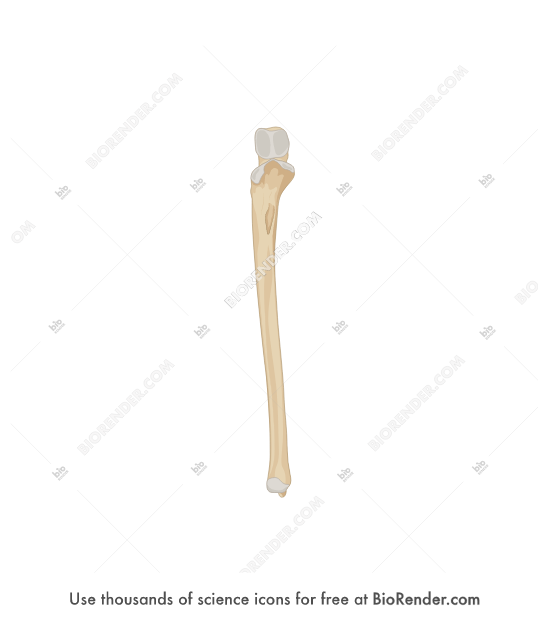 Free Ulna (anterior) Icons, Symbols & Images | BioRender