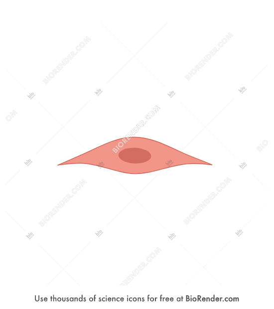 Free Smooth muscle cell 4 Icons, Symbols & Images | BioRender
