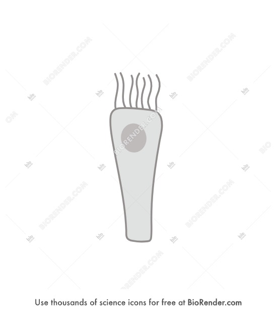 Free Ciliated epithelial cell 3 Icons, Symbols & Images | BioRender