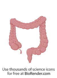 Free Digestive System Icons, Symbols & Images | BioRender