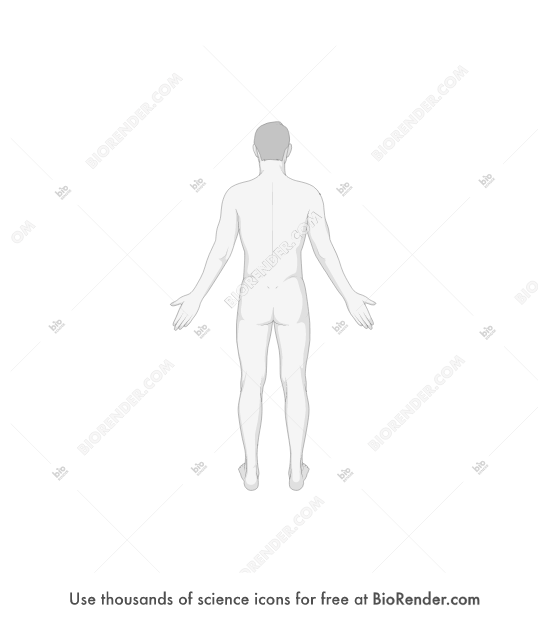 Free Adult male (posterior) Icons, Symbols & Images | BioRender