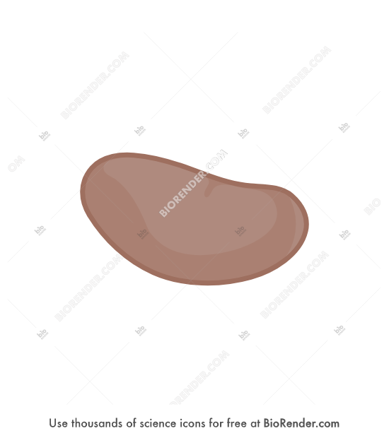 Free Mouse kidney (lateral) Icons, Symbols & Images | BioRender