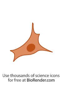 Free Epithelial Cells Icons, Symbols & Images | BioRender