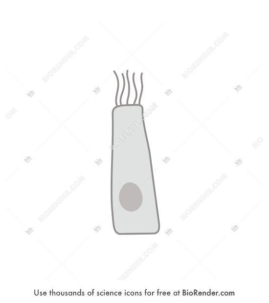 Free Pseudostratified epithelium cell 2 (ciliated) Icons, Symbols ...