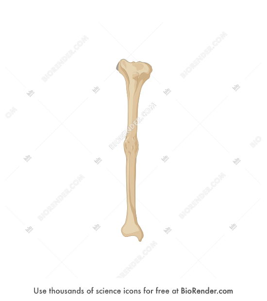 Free Tibia (with fracture callus) Icons, Symbols & Images | BioRender