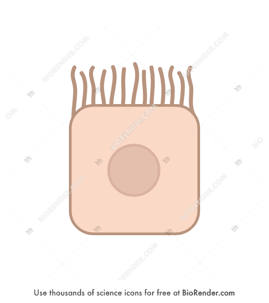 Free Cuboidal cell (ciliated) Icons, Symbols & Images | BioRender