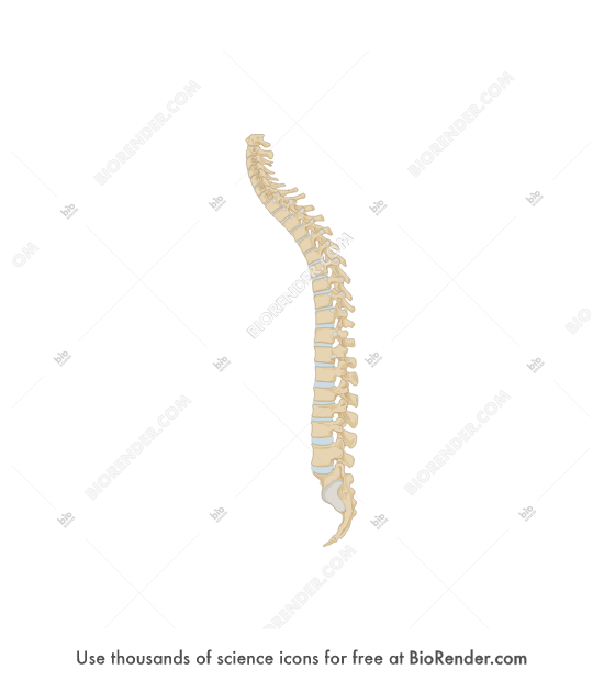 Free Spine (lateral, bending) Icons, Symbols & Images | BioRender