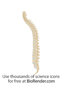 Free Spine (lateral, bending) Icons, Symbols & Images | BioRender